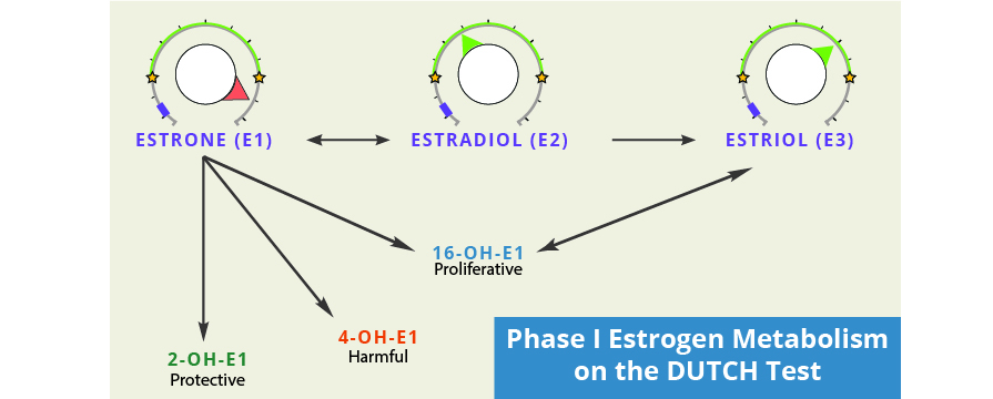 Evaluating Estrogen Detoxification to Understand Breast Cancer Risk ...