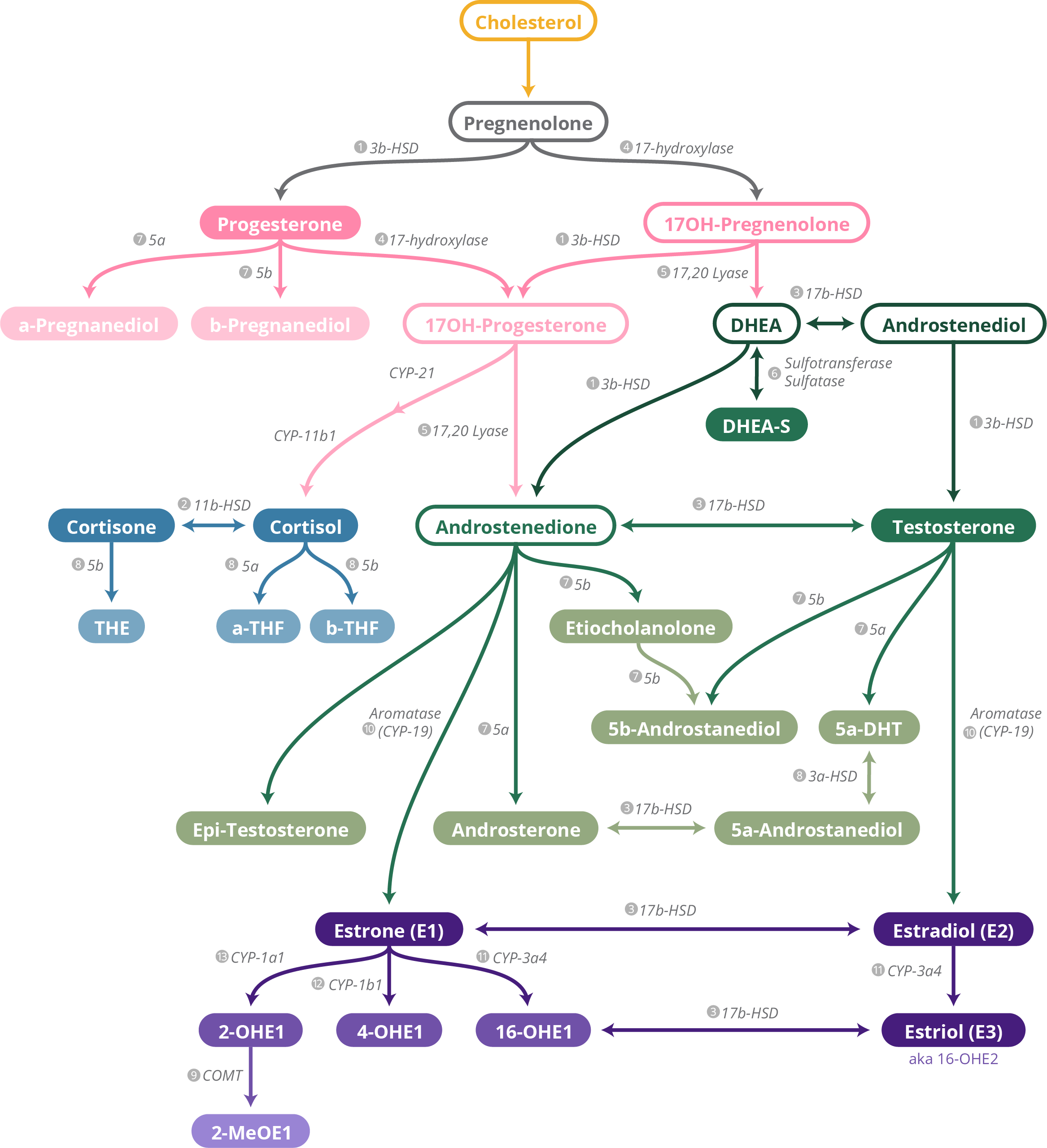 Steroid Pathway Resources - DUTCH Test