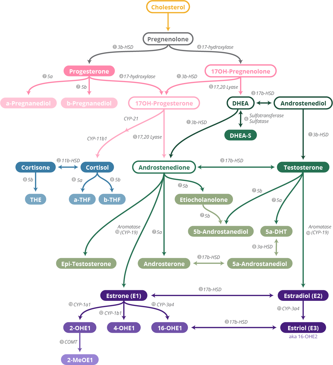 Steroid Pathway Chart - DUTCH Test